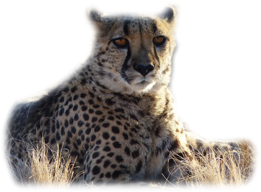 mes tubes animaux sauvages - Page 15